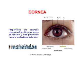 Fisiologia De La Cornea I | PDF