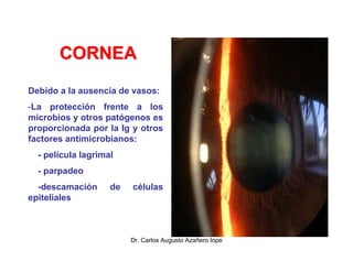 Fisiologia De La Cornea I | PDF