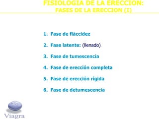 Fisiologia de la ereccion | PDF