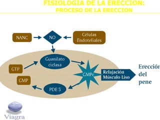 Fisiologia de la ereccion | PDF