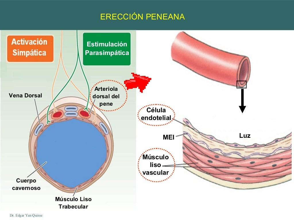 Fisiologia de la ereccion dr yan