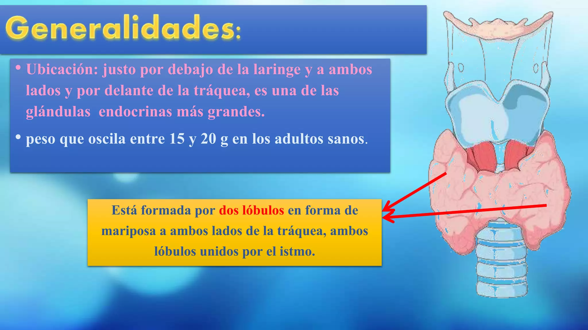 FISIOLOGIA DE LA GLANDULA TIROIDES | PPTX | Thyroid Disorders ...