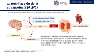 Fisiología del Agua- vasopresina, ADH | PDF