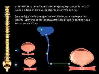 FISIOLOGIA DE LA MICCION DE LA UNIVERSIDAD | PPTX