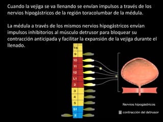 FISIOLOGIA DE LA MICCION DE LA UNIVERSIDAD | PPTX