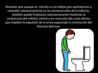 FISIOLOGIA DE LA MICCION DE LA UNIVERSIDAD | PPTX