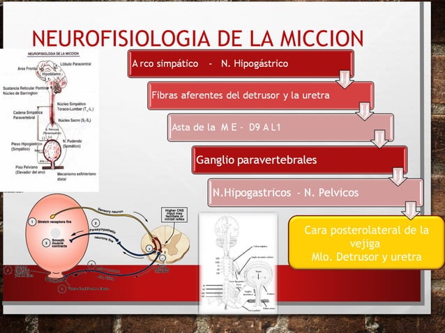 Fisiologia de la miccion e incontinencia urinaria smith | PPT