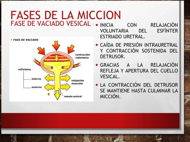Fisiologia de la miccion e incontinencia urinaria smith | PPT