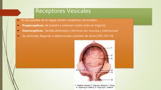 Fisiologia de la miccion y defecacion | PPTX
