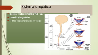 Fisiologia de la miccion y defecacion | PPTX