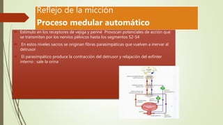 Fisiologia de la miccion y defecacion | PPTX