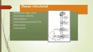 Fisiologia de la miccion y defecacion | PPTX
