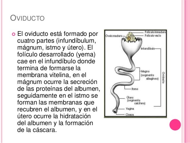 Fisiología del Aparato Reproductor Femenino
