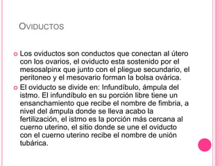 Fisiologia del aparato reproductor femenino de | PPTX