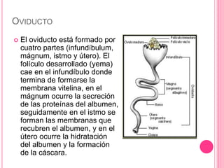 Fisiologia del aparato reproductor femenino de | PPTX