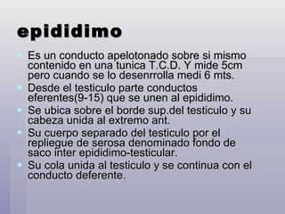 Fisiologia del aparato reproductor masculino | PPT