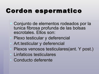 Fisiologia del aparato reproductor masculino | PPT