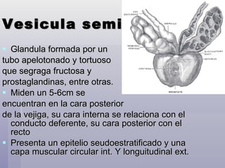 Fisiologia del aparato reproductor masculino | PPT