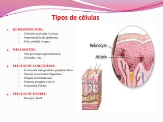 Fisiologia de la piel | PPTX