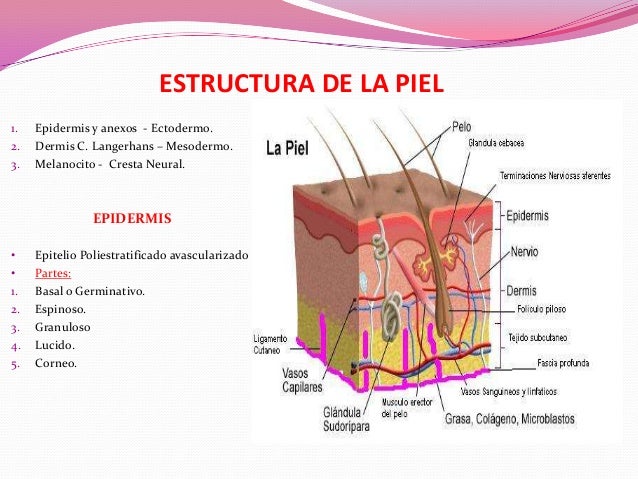 Fisiologia de la piel