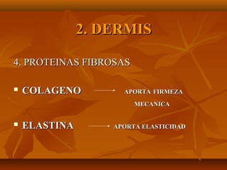 Fisiologia de la piel | PPT