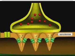 Fisiologia de la placa neuromuscular | PPTX
