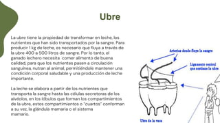 fisiologia de la produccion de leche .pptx