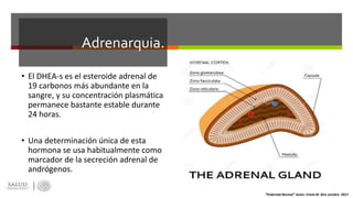 Fisiologia de la pubertad y pubertad precoz | PPTX