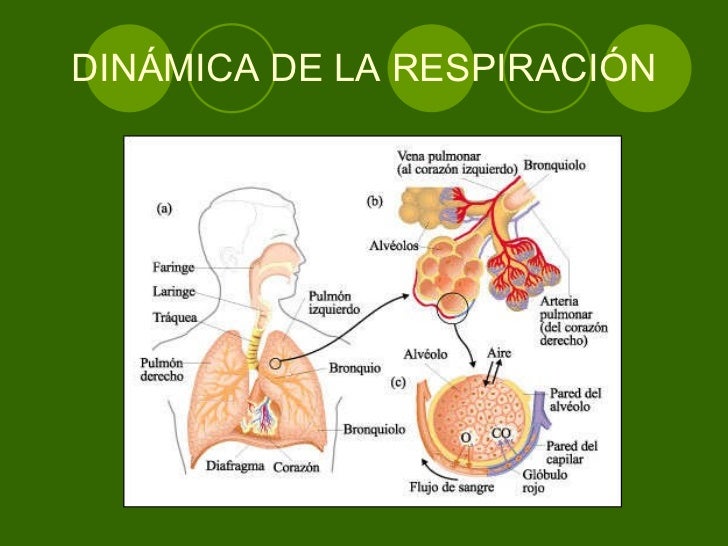. Fisiologia de la respiracion