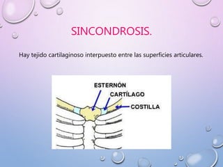 Fisiologia de las articulaciones | PPTX