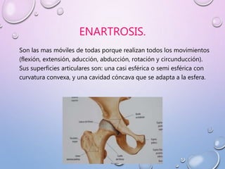 Fisiologia de las articulaciones | PPTX