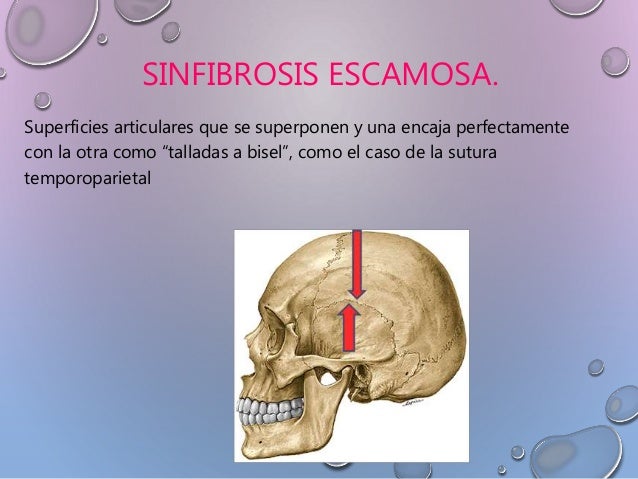 Fisiologia de las articulaciones
