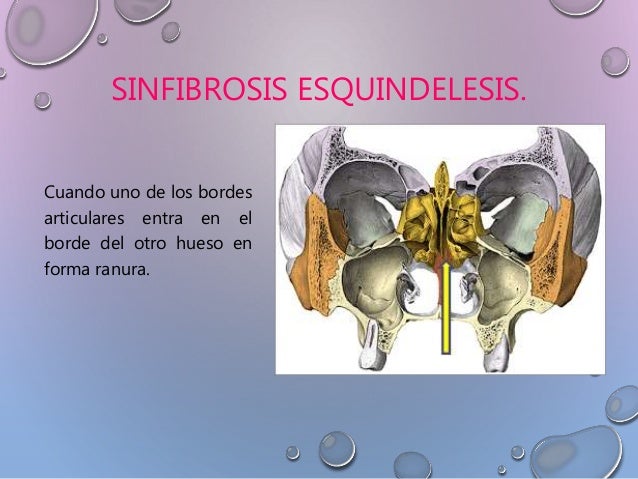 Fisiologia de las articulaciones