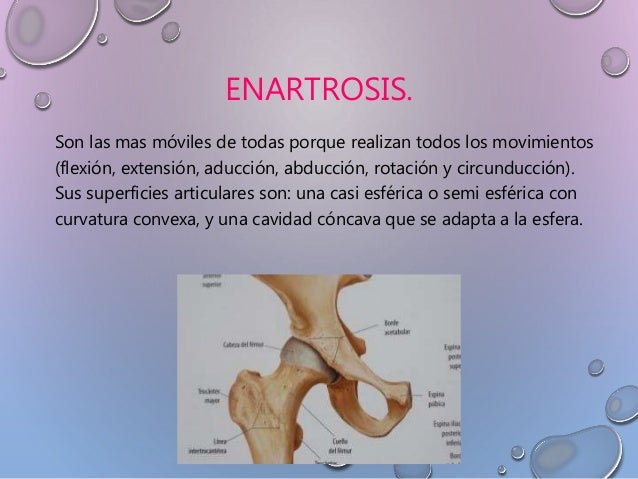 Fisiologia de las articulaciones