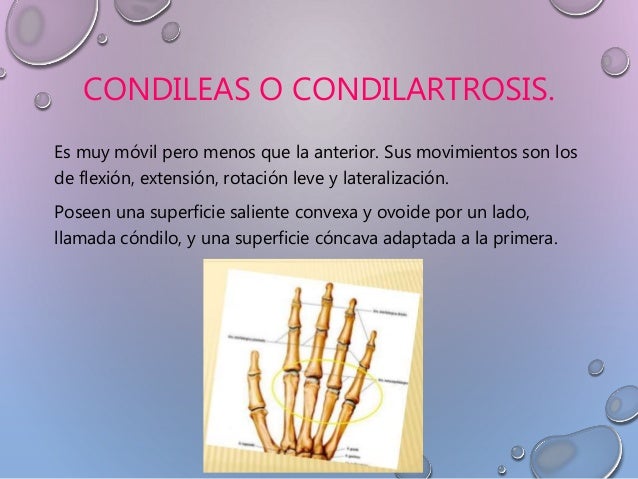 Fisiologia de las articulaciones