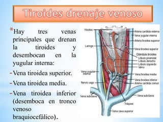 Fisiologia de la tiroides | PPTX