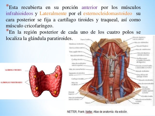 Fisiologia de la tiroides