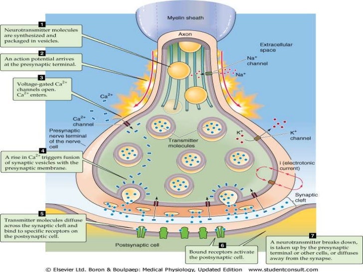 Fisiologia de la union neuromuscular