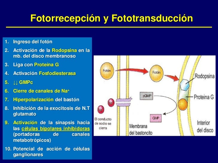 Fisiologia de la visión