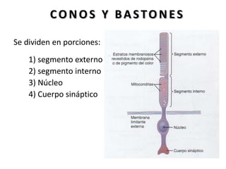 Fisiologia de la vision | PPTX