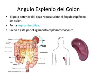 Fisiologia del bazo | PPTX