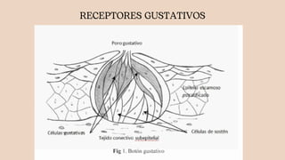Fisiologia del gusto.pdf gran conocimiento del sentido del gusto | PDF