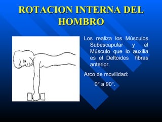 Fisiologia del hombro | PPT