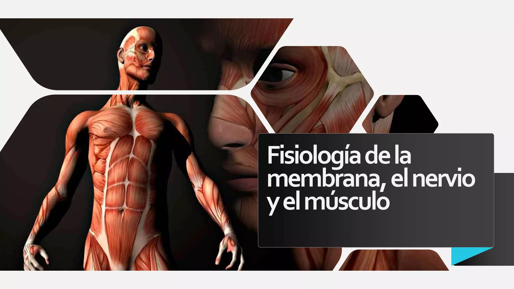 Fisiologia del musculo Guyton y Hall | PPTX