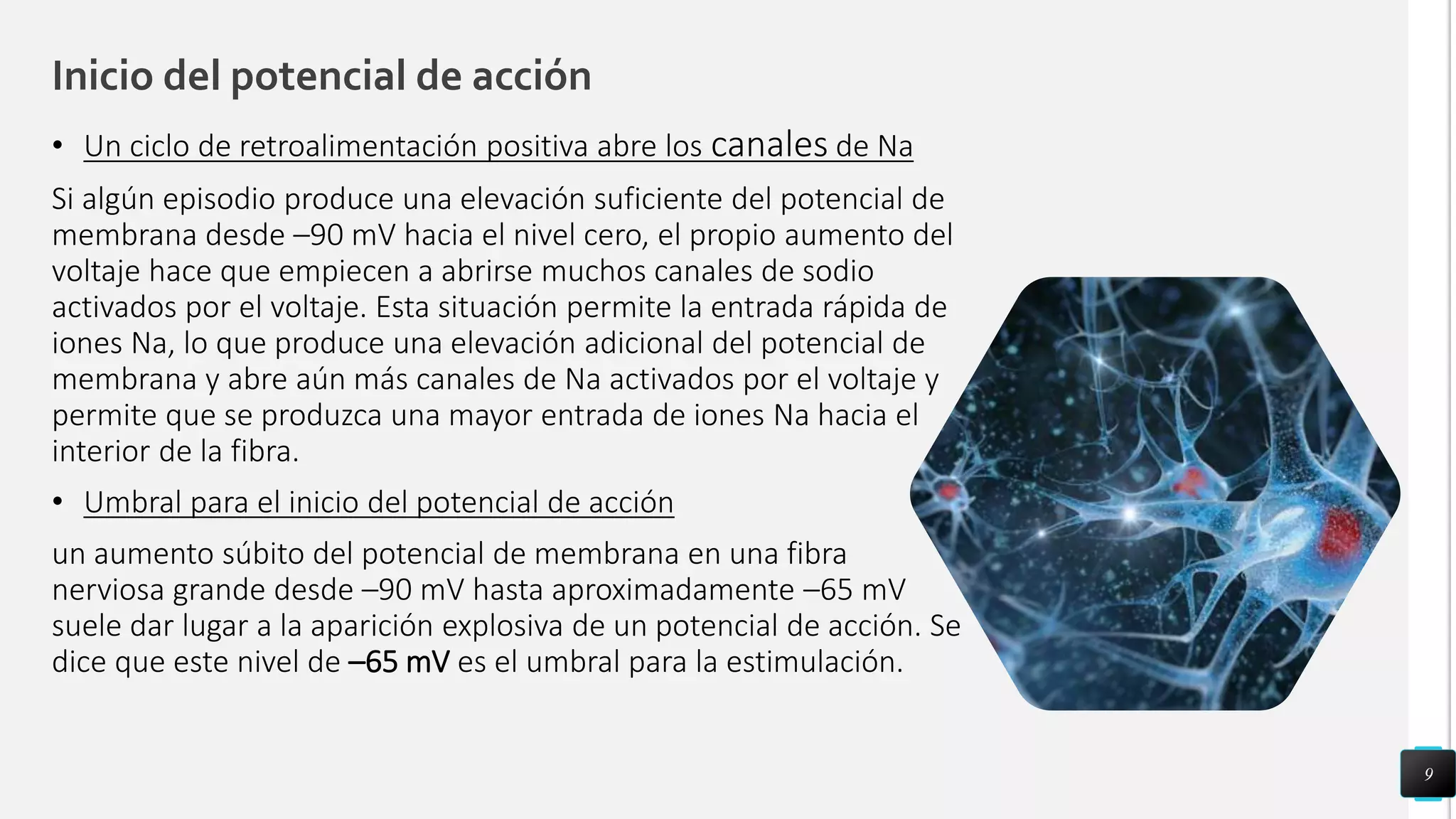 Fisiologia del musculo Guyton y Hall | PPTX