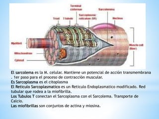 Fisiologia del musculo estriado | PPTX
