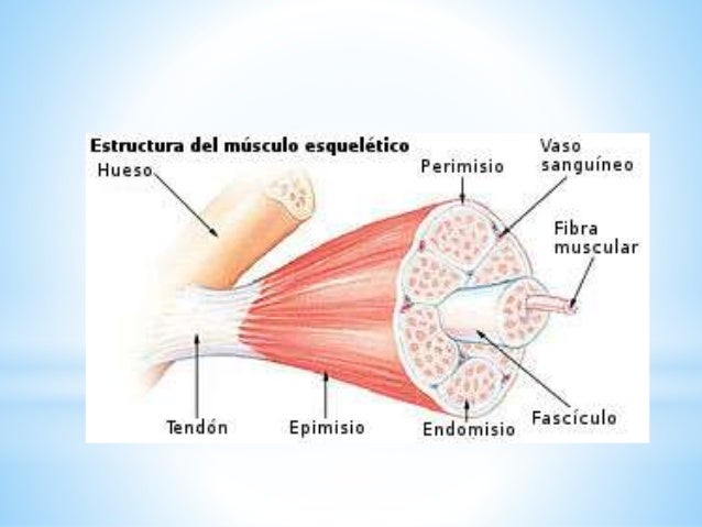 Fisiologia del musculo estriado