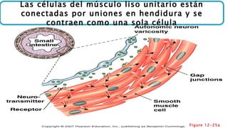 Fisiologia del musculo liso | PPT