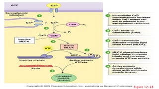 Fisiologia del musculo liso | PPT