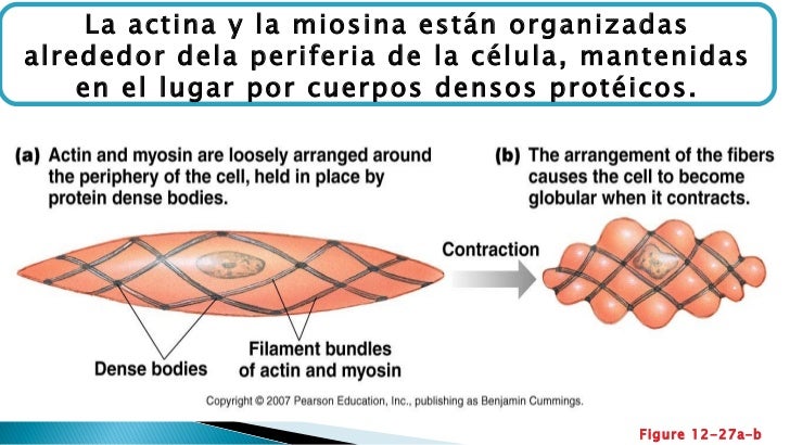 Fisiologia del musculo liso